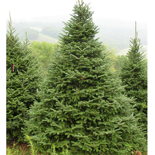 Fraser Fir Christmas Tree - Premium, Fresh Cut – Christmas Tree For Me